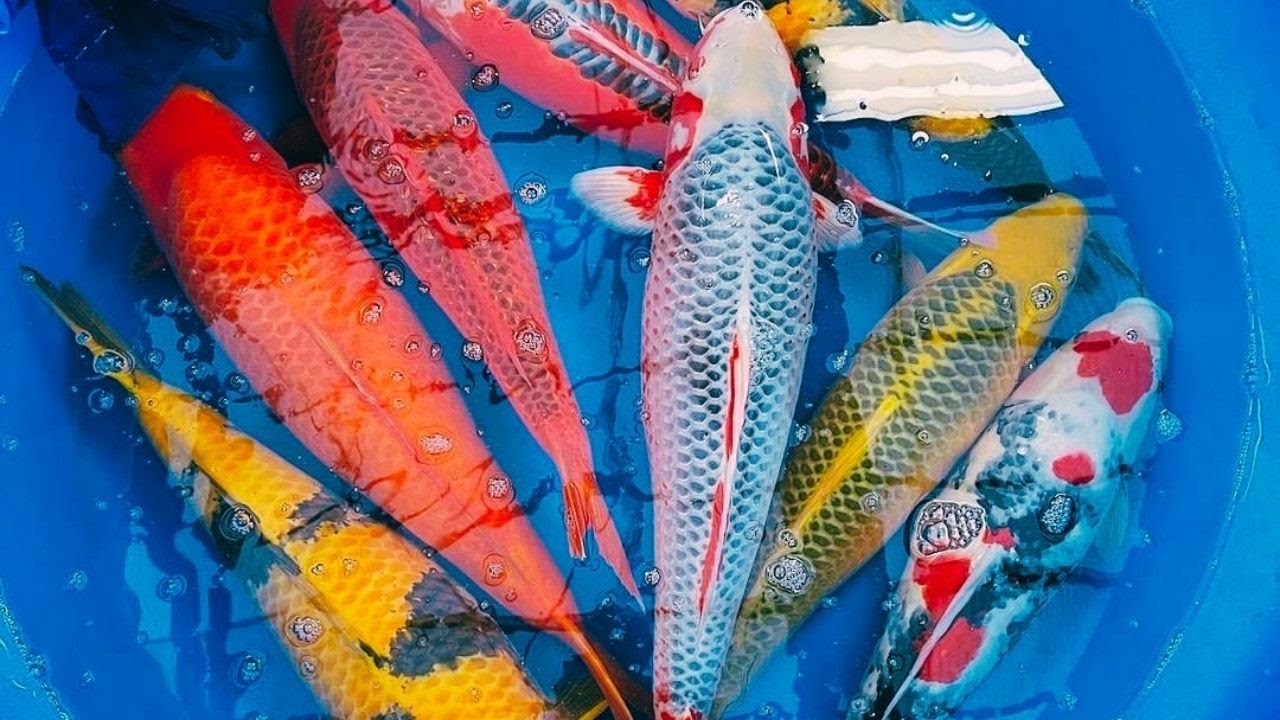 All High Quality Japanese Koi! Amazing Jumbo Koi Show in Japan Koi Farm ...