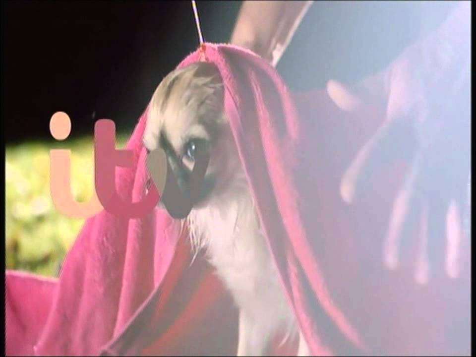 ITV Drenched Dog ident With phillip schofield - YouTube