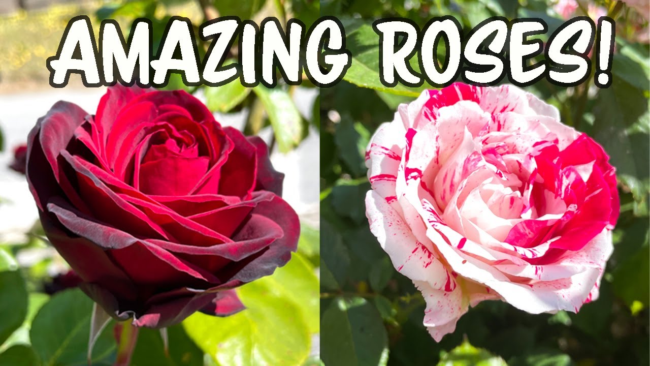 Unique and Beautiful Roses At This Garden! - YouTube