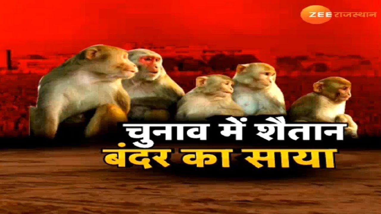 Alwar : बंदर भगाओ नहीं तो पंचायत चुनाव में वोट नहीं डालेंगे ! - YouTube