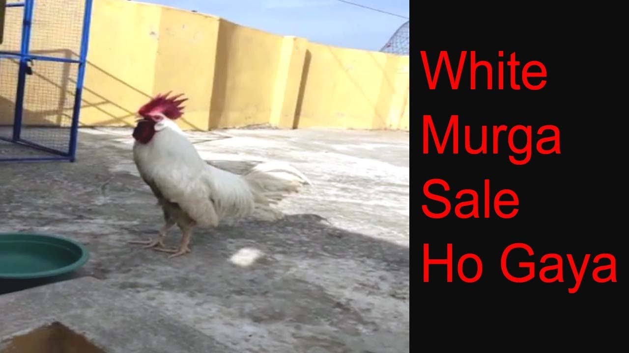 White Murga Apny New Home Chala Gaya | Chicks To Hens #petsvlog - YouTube