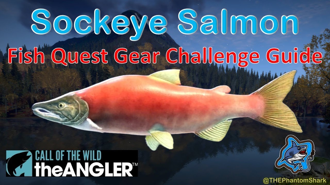 Sockeye Salmon Fish Quest Guide in the Japan Kamuibetsu Reserve in Call ...