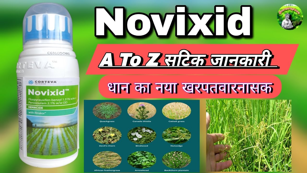 Novixid herbicide corteva ! नोविक्सिट खरपतवार नाशक धान में खरपतवार ...