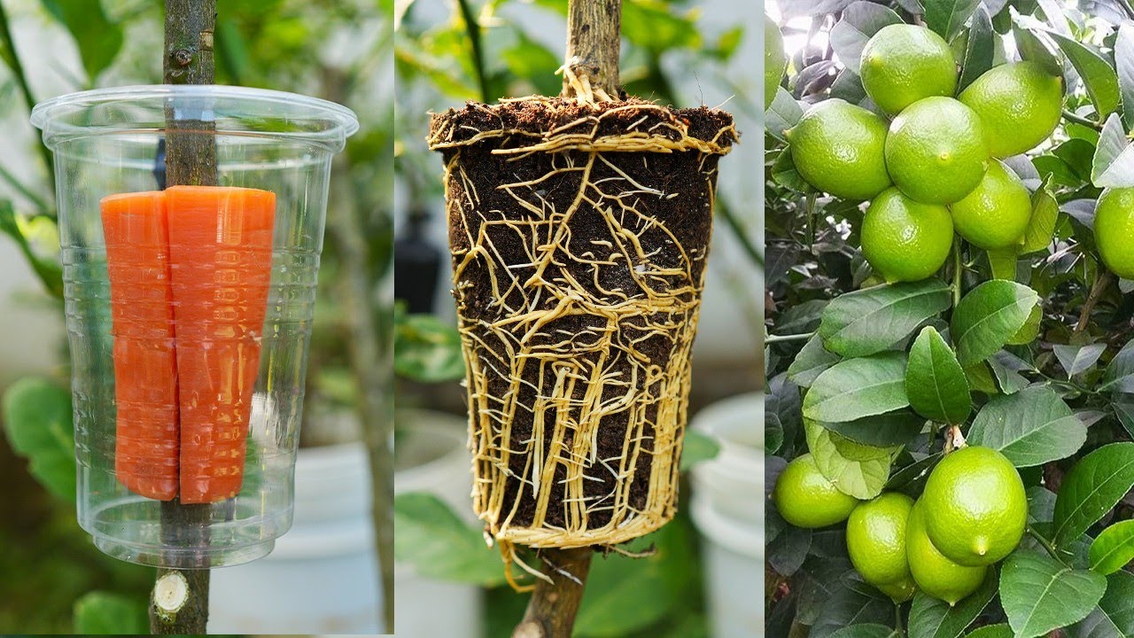 Lemon tree grows 1000 roots overnight thanks to 2 propagation methods ...