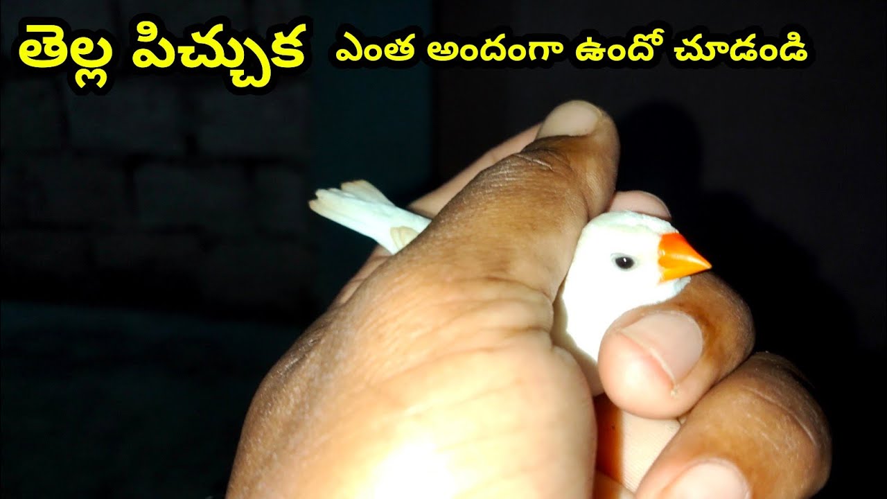 Beautiful white pinch | @youngfarmeratoztelugu - YouTube