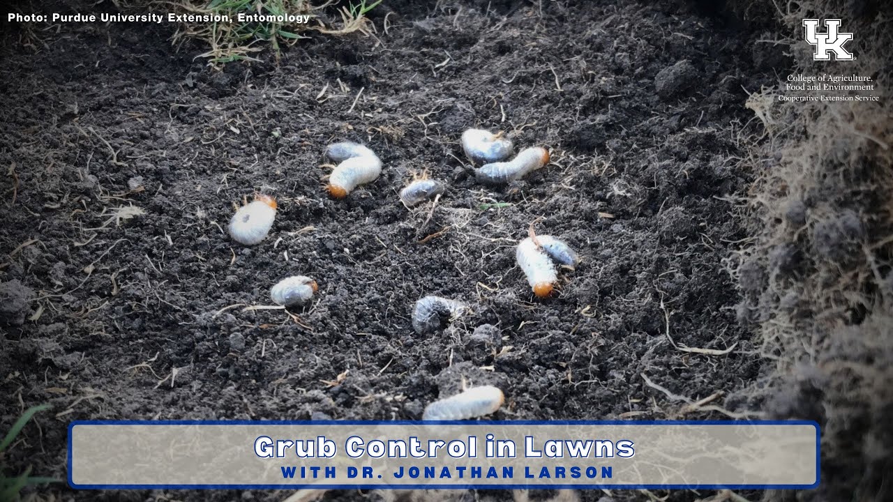 Grub Control in Lawns - YouTube