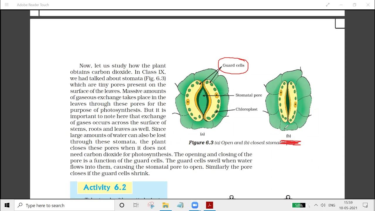 Class 10_Photosynthetic experiments and stomata - YouTube