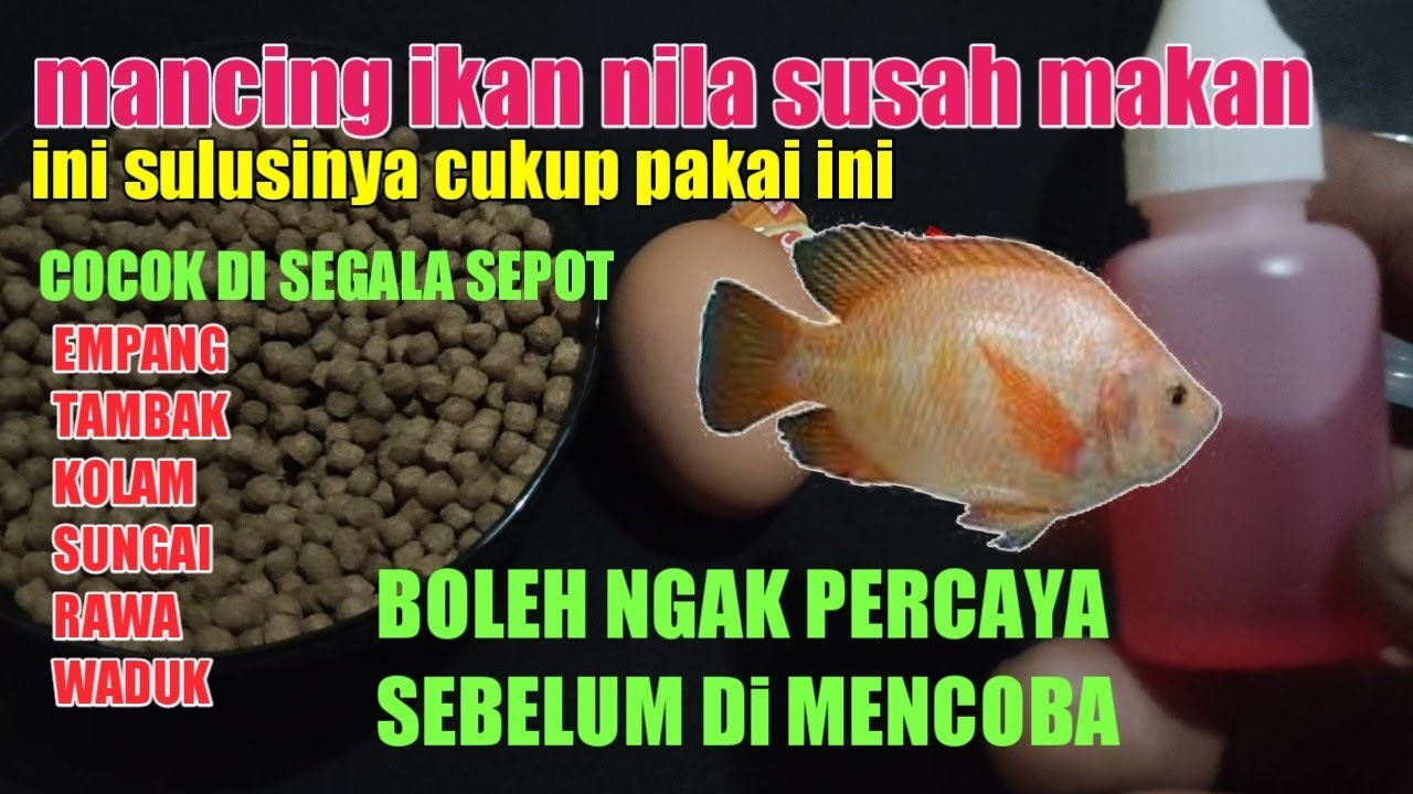 cara membuat umpan ikan nila susah makan || media pelet butiran - YouTube