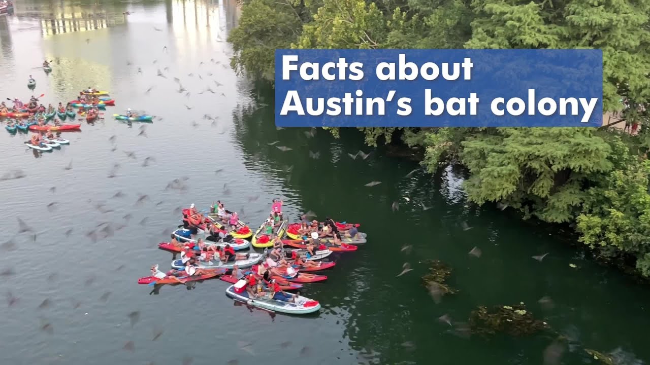 Austin's bat colony: Facts about one of the city's major attractions ...