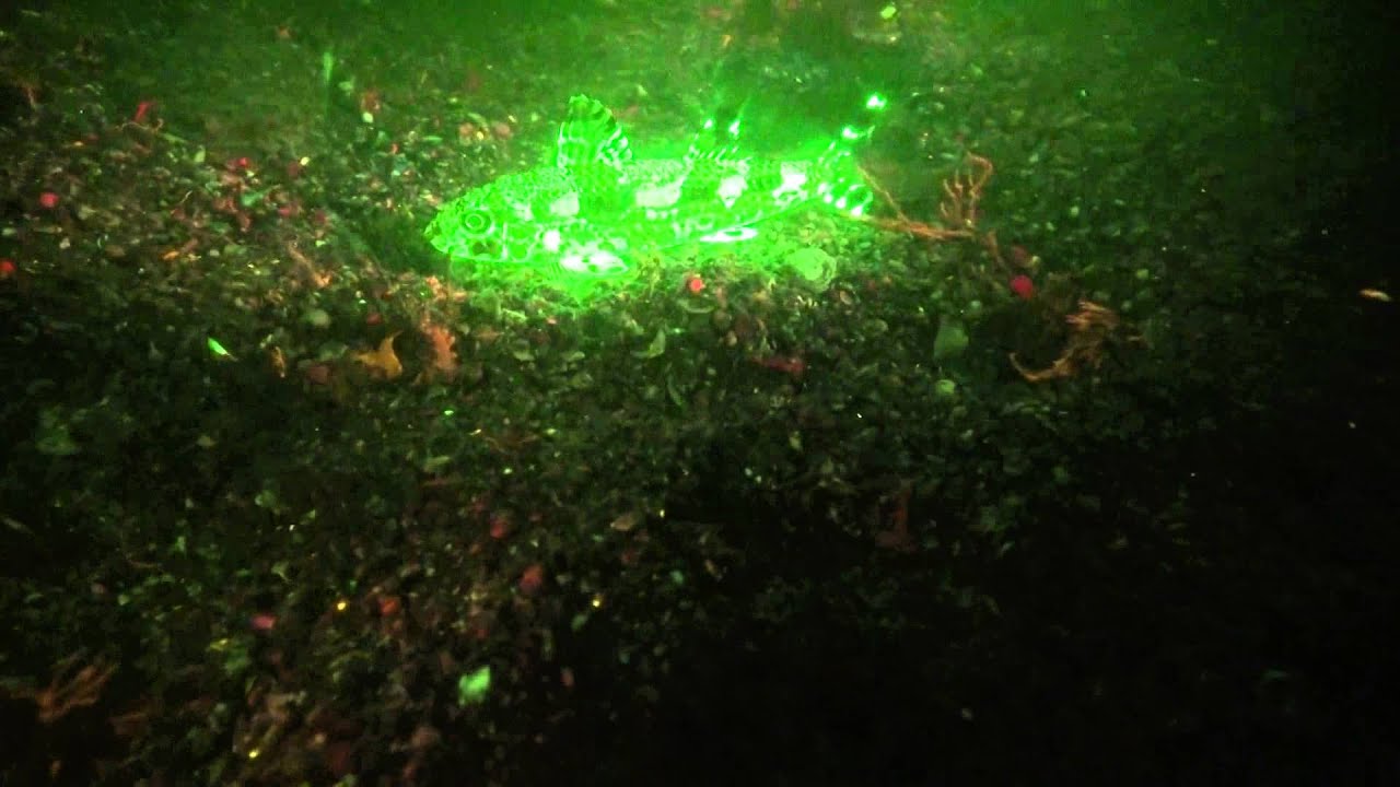 Fluo Diving ヒメジ＠黄金崎 2015/7/4 - YouTube