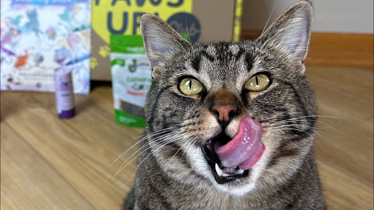 Chip’s Most NAUGHTY Moments - YouTube