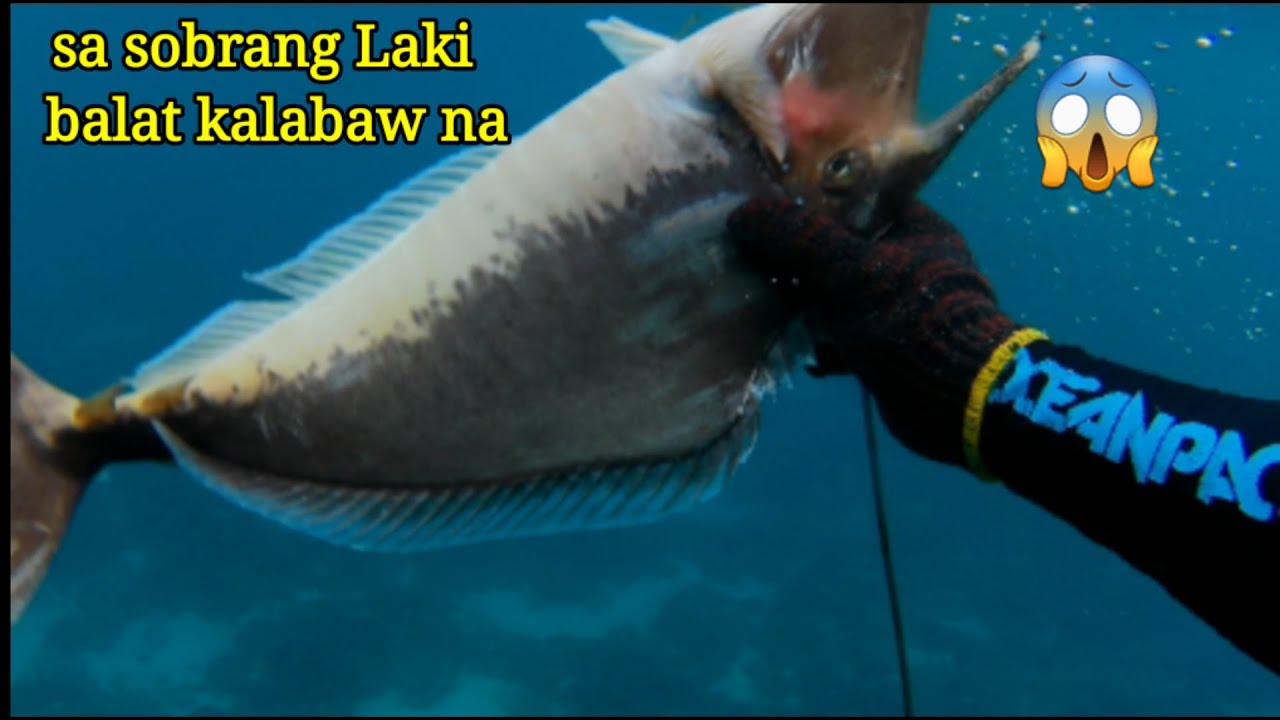 SA SOBRANG LAKI BALAT KALABAW NA 😱😱 - YouTube
