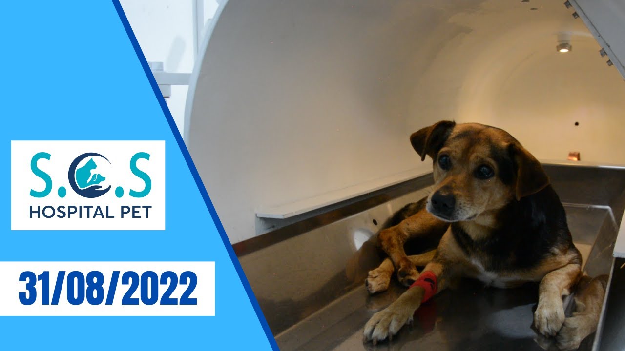 Cão Thor faz tratamento de oxigenoterapia hiperbárica - Programa SOS ...