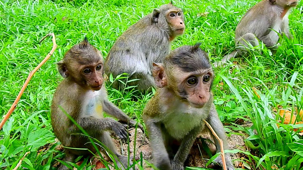 Lovely best activities the little monkeys and mother showing thing that ...