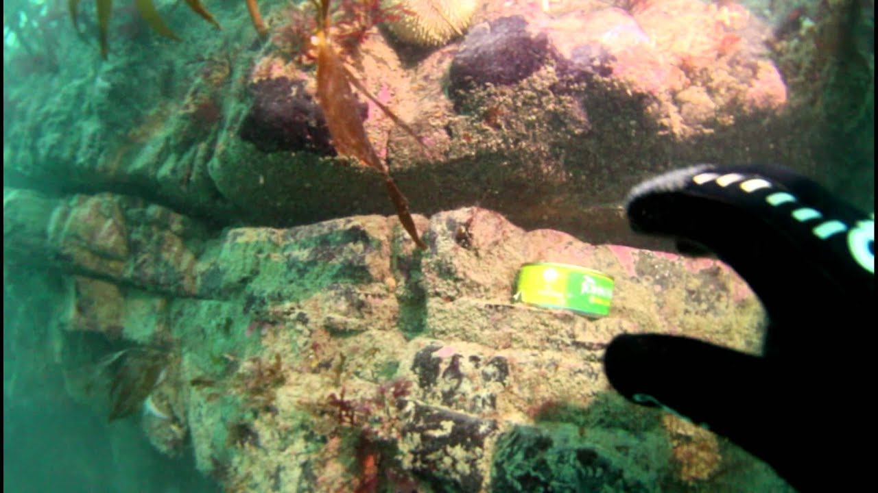 TUNA SPOTTED AT PORTHKERRIS, UK! - YouTube