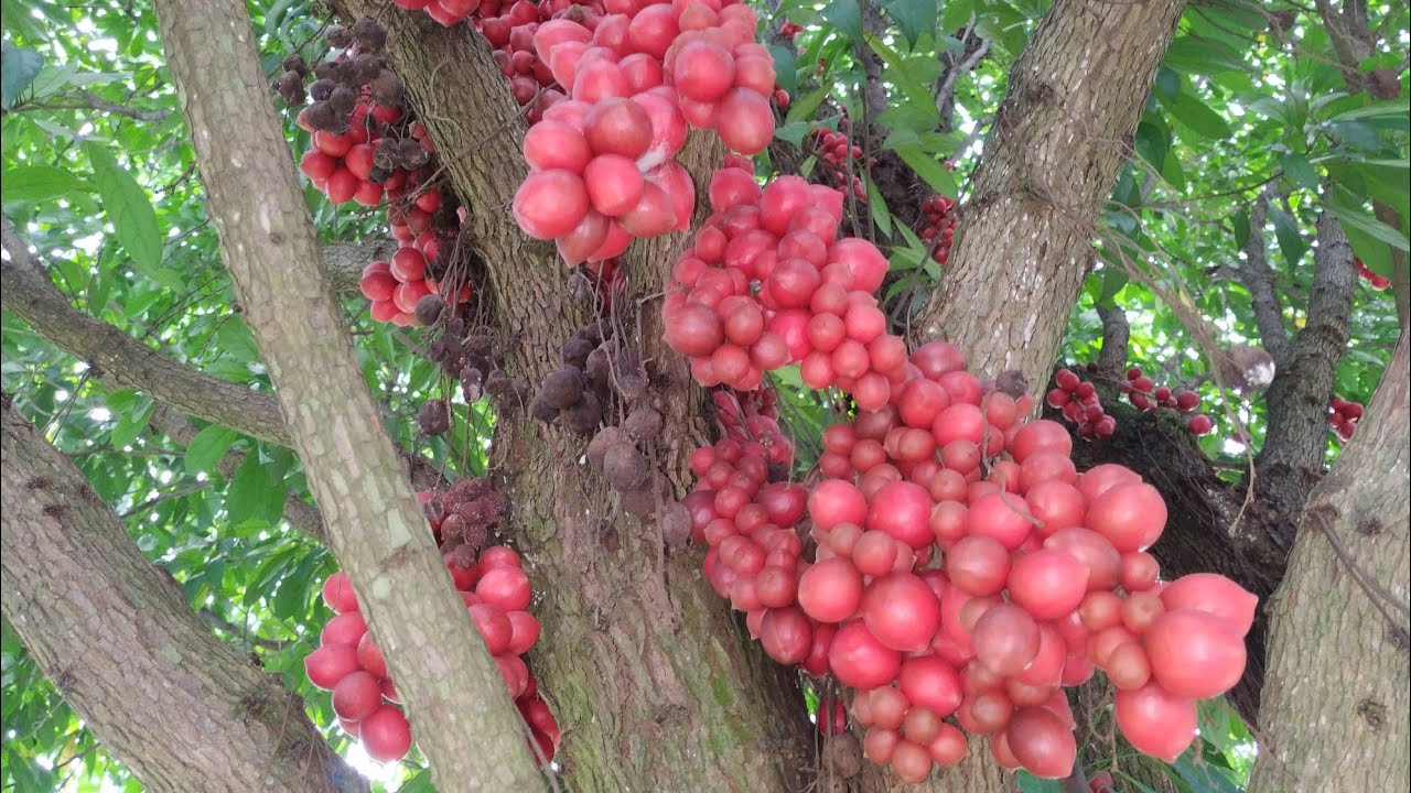 Rare Red Rambai (Baccaurea motleyana or angulata hybrid?) - YouTube
