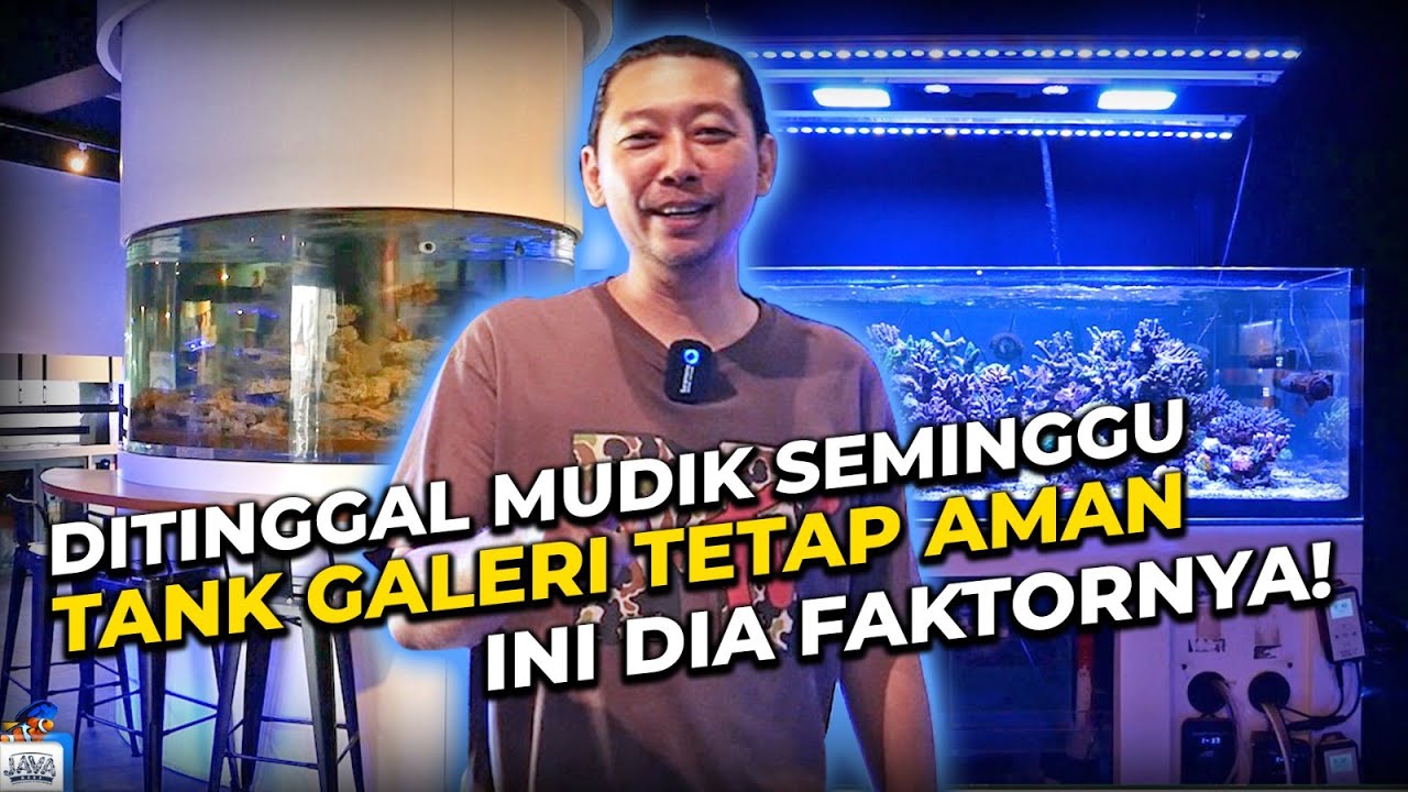 UPDATE REEF TANK JAVA DITINGGAL MUDIK LEBARAN! - YouTube