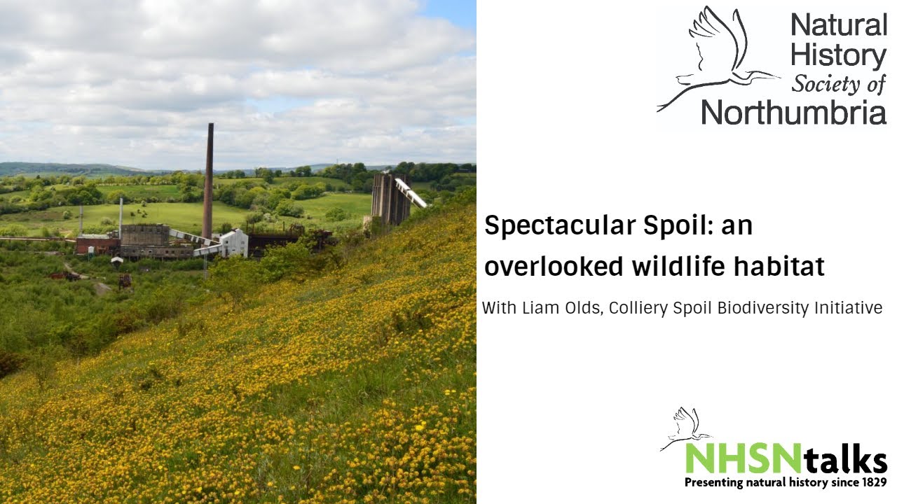 Spectacular Spoil: an Overlooked Wildlife Habitat - YouTube