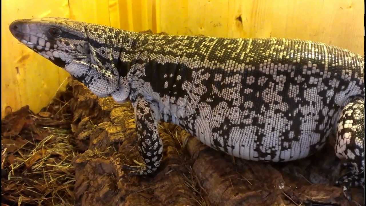 uk blue tegus, - YouTube