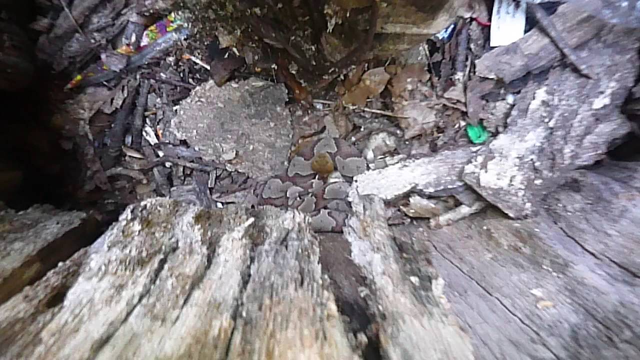 Adult Copperhead in a Hollwow Tree Stump Next to Playground - YouTube