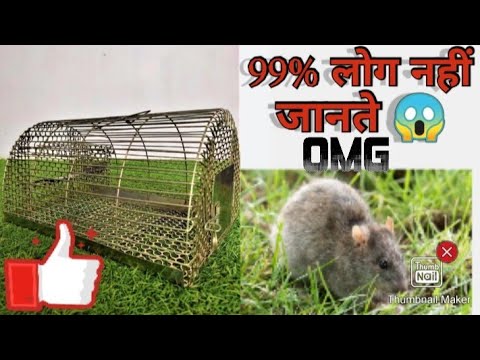 99% logon Ko nahin pata, desi pinjre me chuha fansane ka Sahi tarika ...