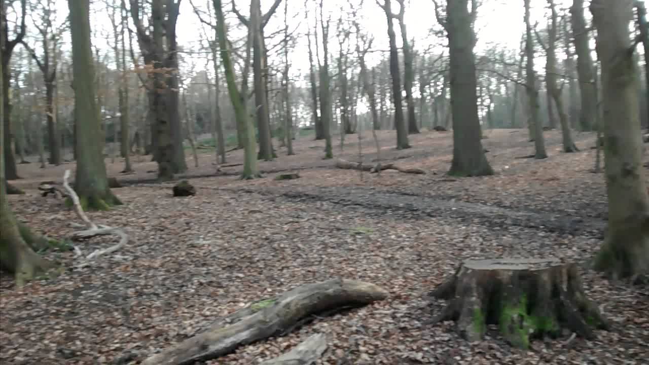 Croham Hurst Woods - South Croydon. - YouTube