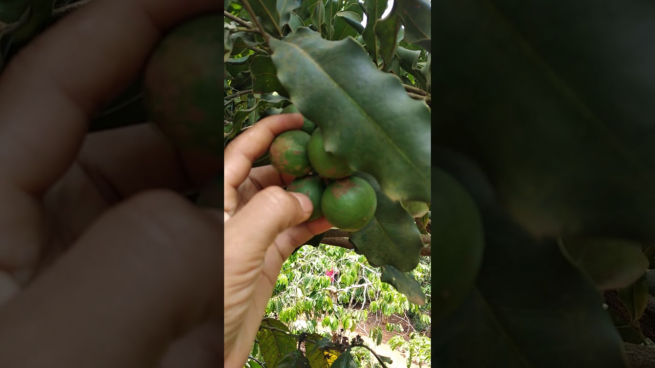 Cây Macca/ Macca tree - YouTube