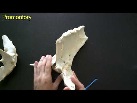 Comparative anatomy of the sacrum