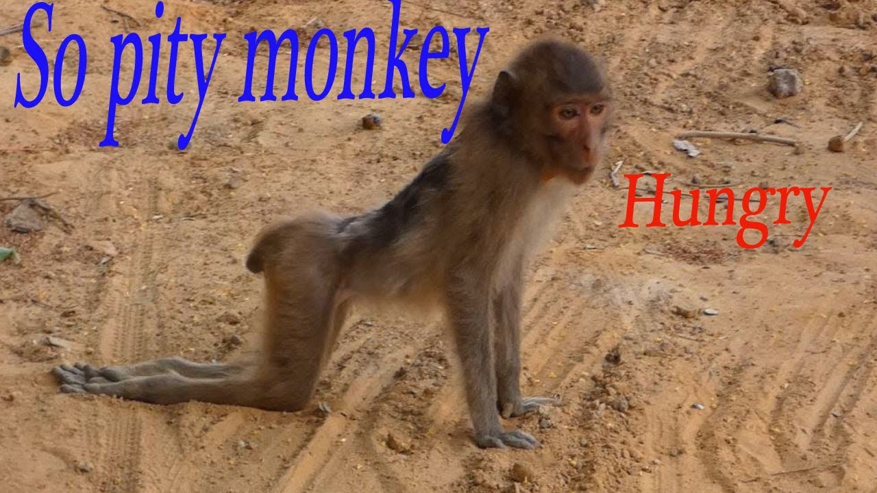 So pity monkey bite by father monkey - YouTube