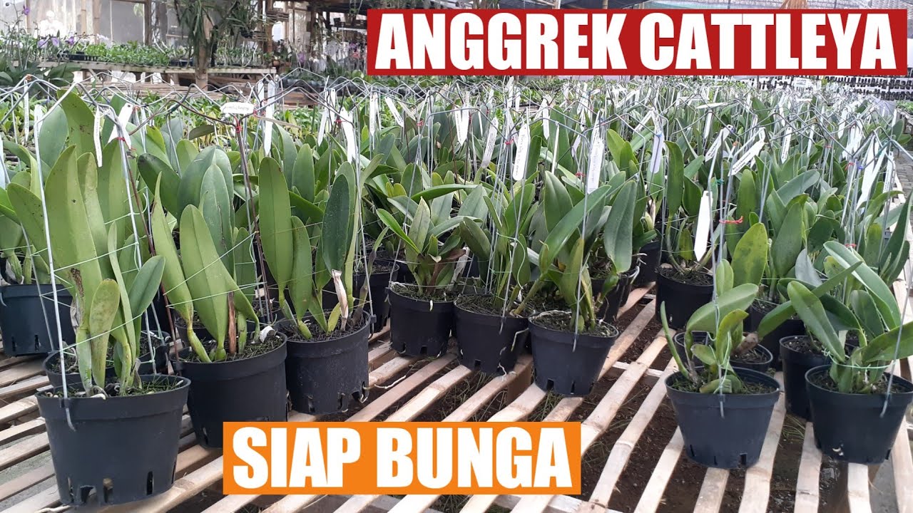 HARGA ANGGREK CATTLEYA DEWASA SIAP BUNGA - YouTube