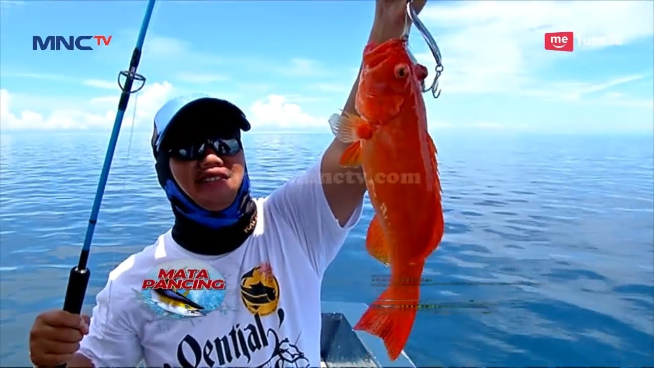 Tidak Pakai Lama, Ikan Kerapu Lodi Landed dengan Teknik Dasaran Part 01 ...