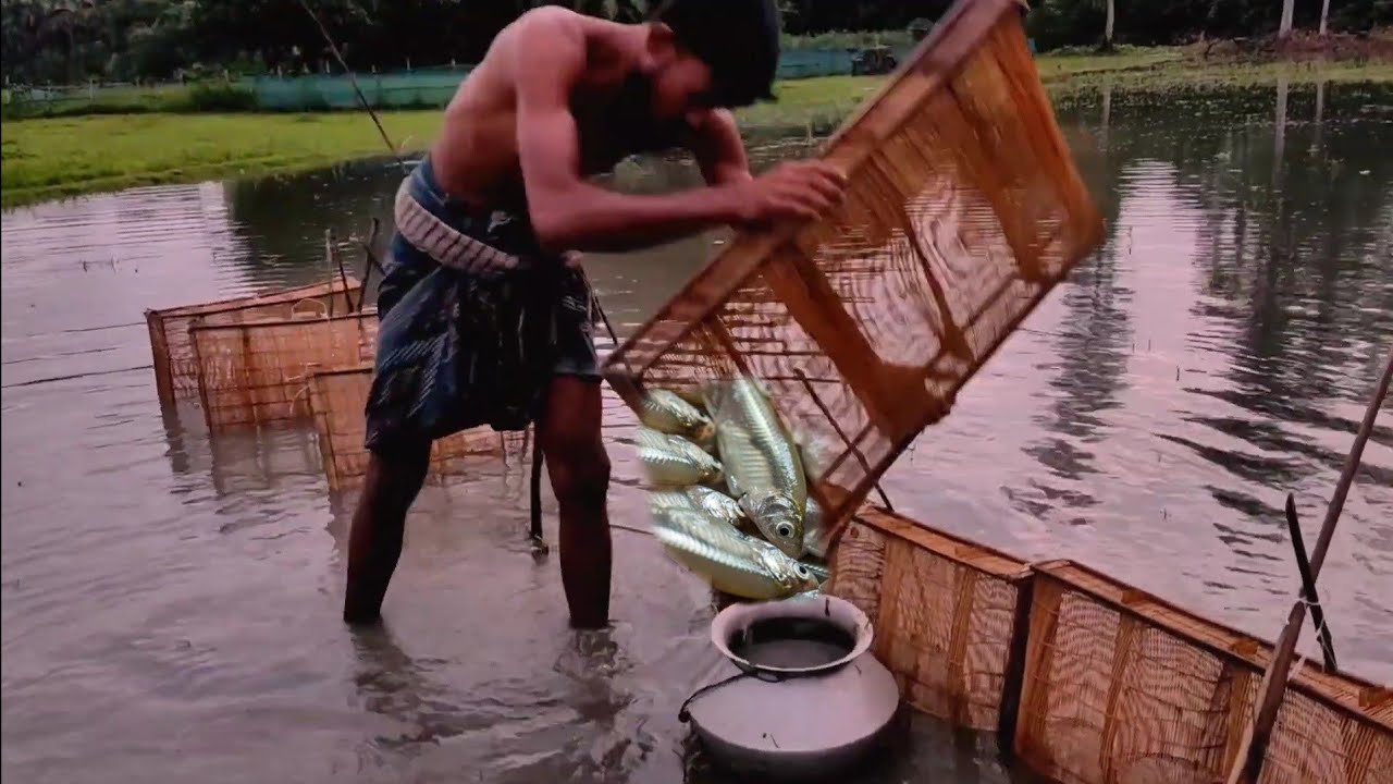 চলন বিলে নতুন পানির মাছ || New water fish in Chalon Bill - YouTube