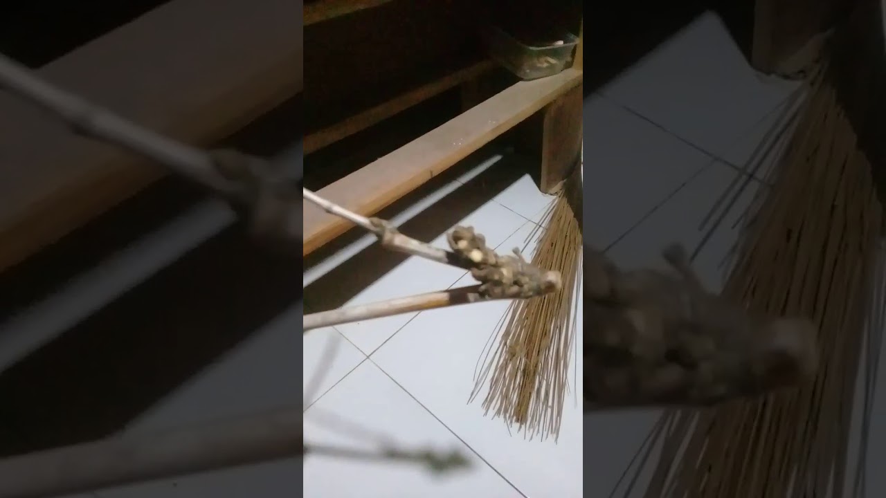 Bambu petuk Asli dari tanah Sulawesi selatan Kota Buttatoa bantaemg6 ...