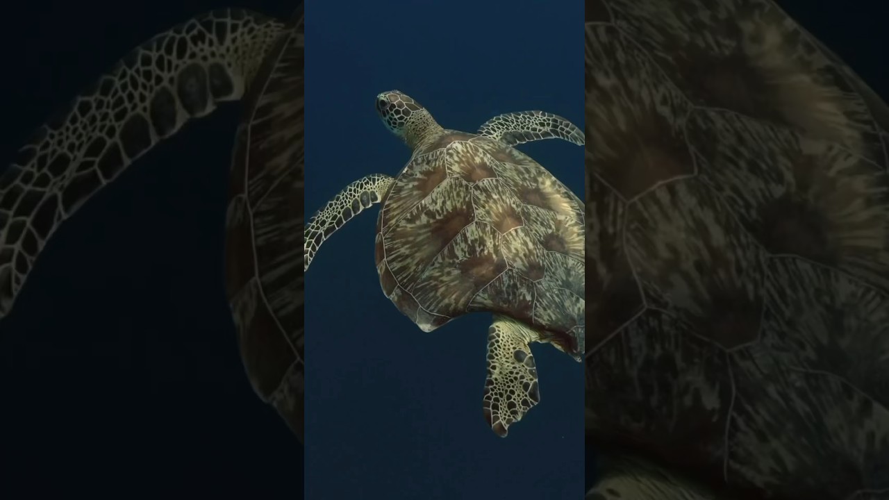 Turtle survives tiger shark attack!Credit:shfxaan #oceanphotography # ...