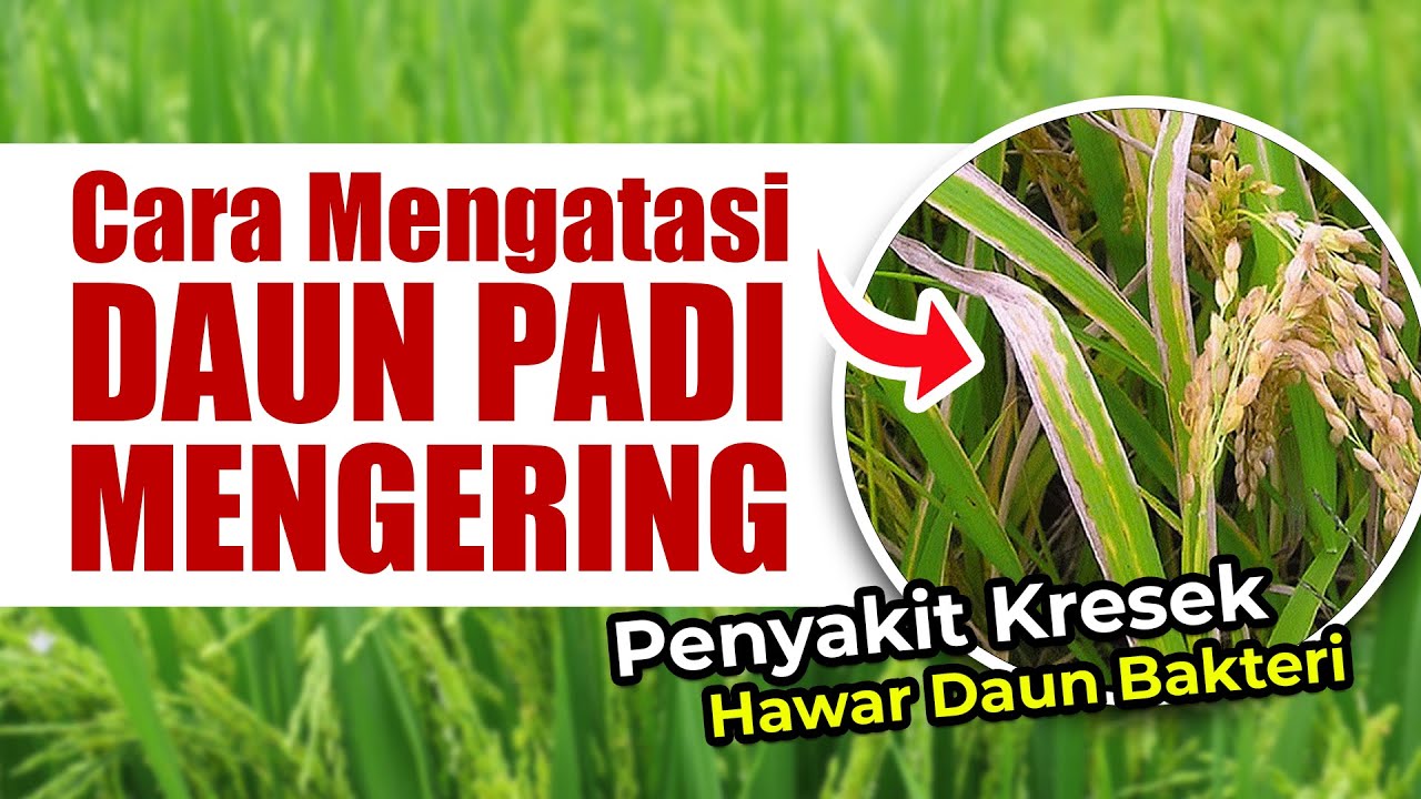 CARA MENGATASI PENYAKIT HAWAR DAUN BAKTERI / KRESEK PADA TANAMAN PADI ...