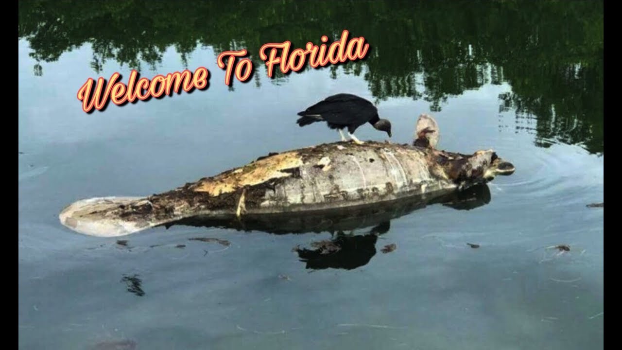 FLORIDA RED TIDE DISASTER 101 (State that is failing its people and ...