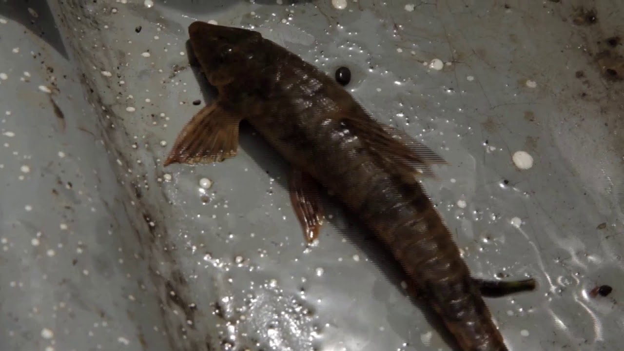 Cocina tradicional de Guapi - YouTube