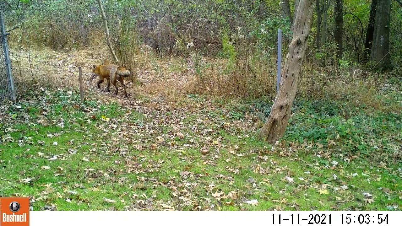 Barking Fox - YouTube