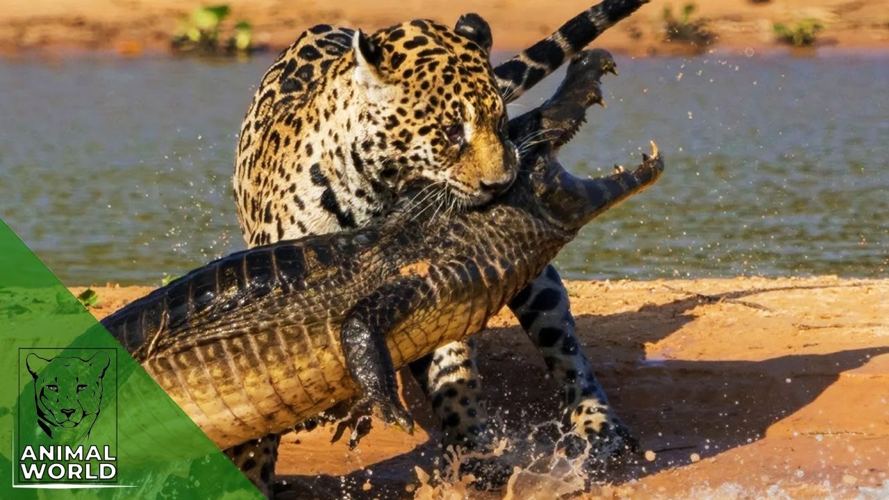 9 Crazy Hunt, Defeat Caiman Moments Of Jaguars | Animal World - YouTube