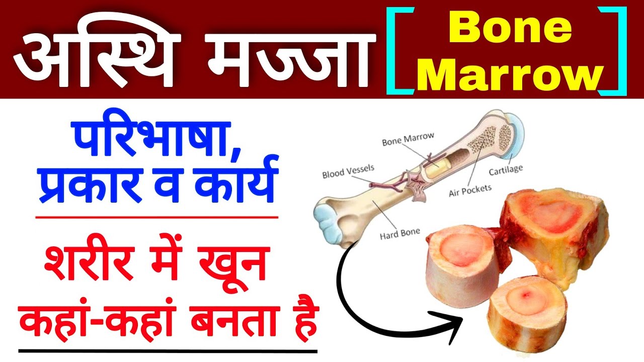 Bone Marrow What Is Bone Marrow In Hindi Types Of Bone Marrow Bone Marrow What Is Bone Marrow In Hindi Types Of Bone Marrow