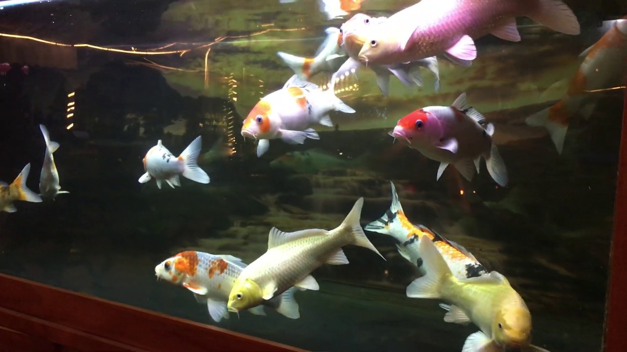 Ornamental fish coffee shops in Vietnam | fish with human like face ...