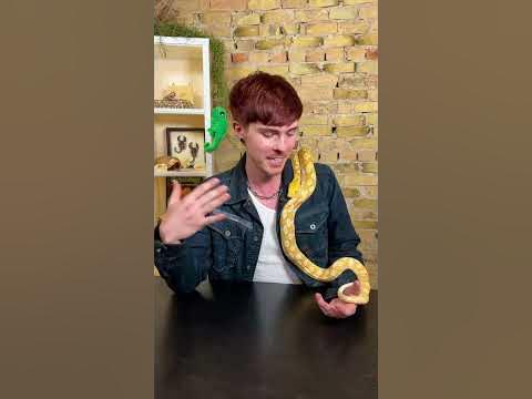 Super Dwarf Reticulated Python, the Best Pet Snake? - YouTube