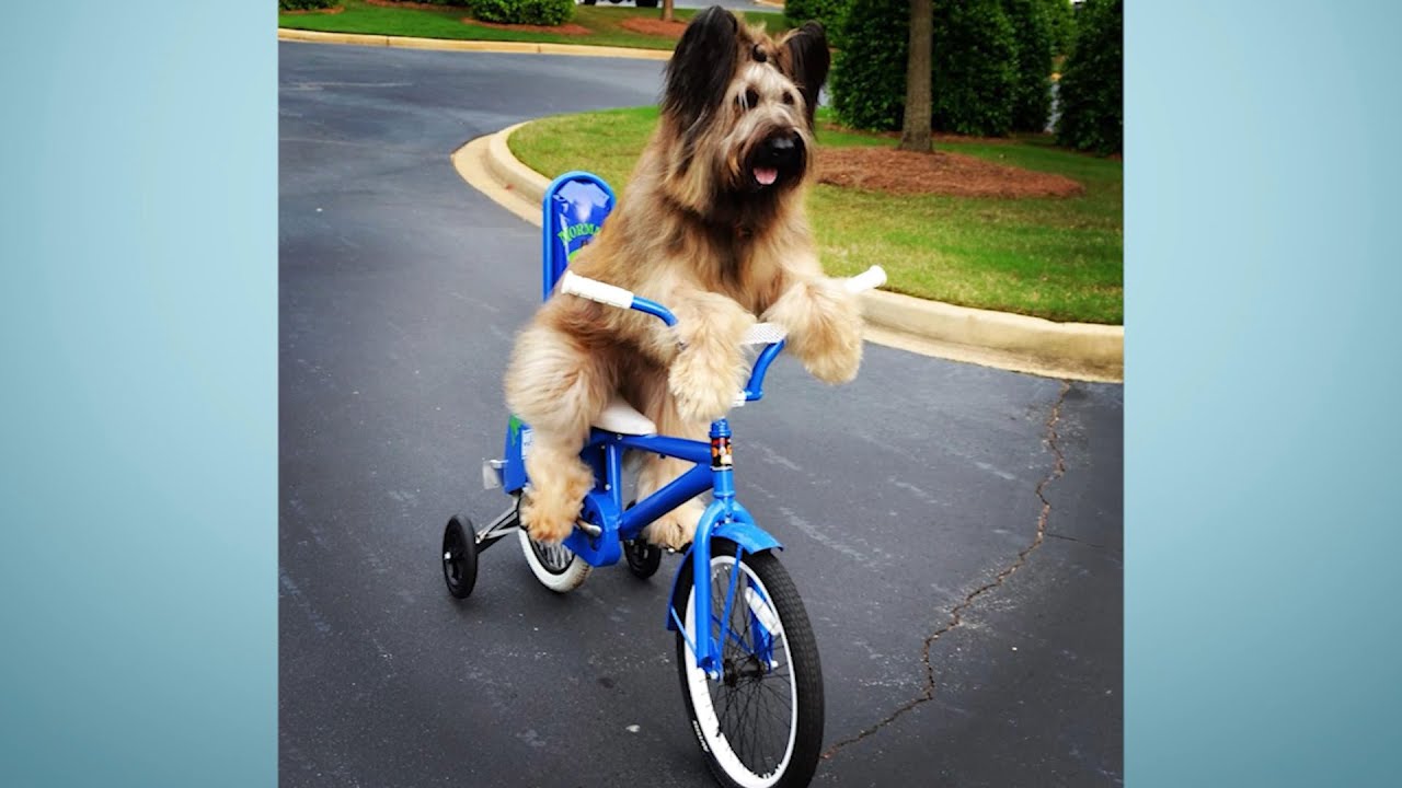 World Record-Breaking Dogs Unleashed | Localish - YouTube