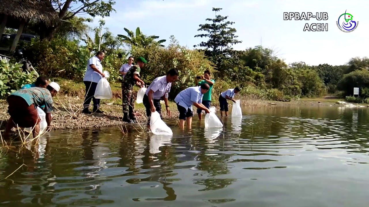 Restoking Waduk Keliling, Aceh Besar - YouTube