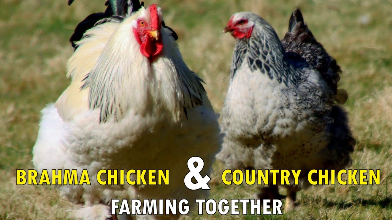Integrated Brahma Chicken/Kadaknath Chicken and Broiler Chicken/Desi ...