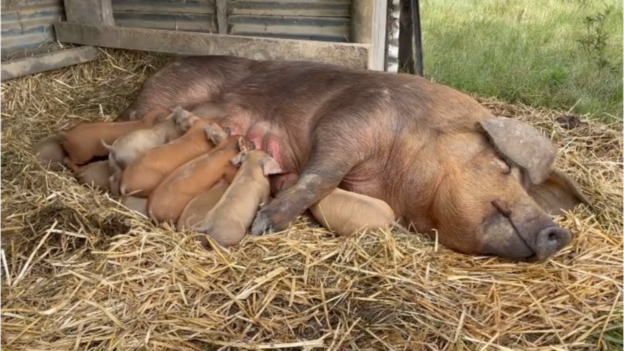 Cerda DUROC Con Sus 12 Lechones - YouTube