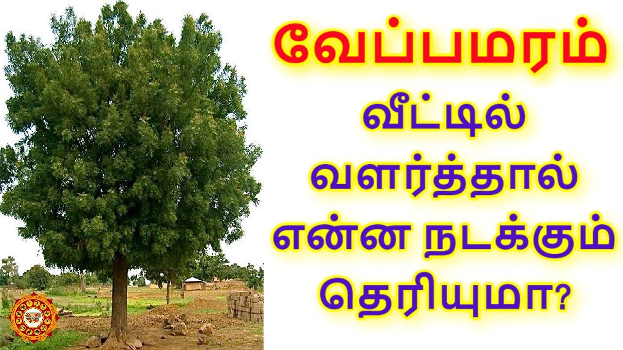 வேப்ப மரம் வீட்டில் வளர்க்கலாமா ? Veppa maram veetil valarkalama ...