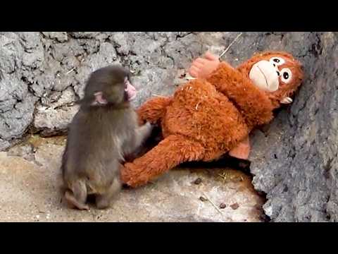 Punch lässt seine Mama allein... bis er Angst bekommt 🐒