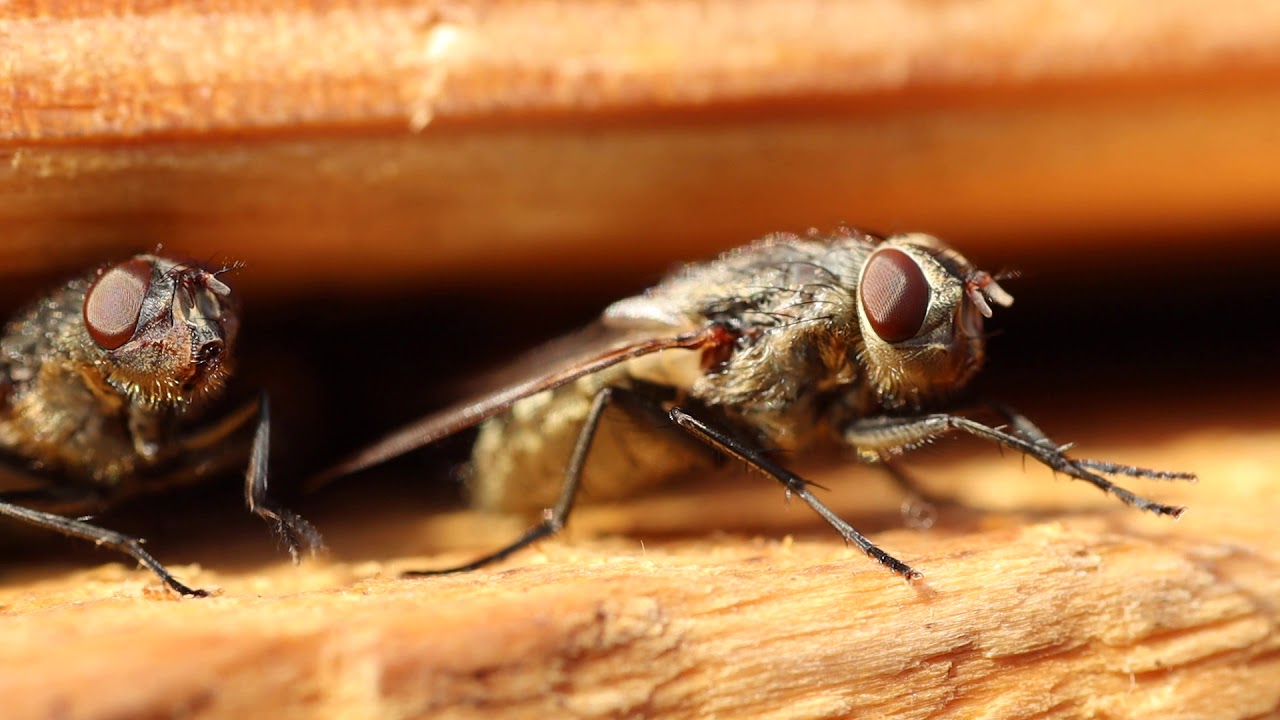 Flies washing hands - YouTube