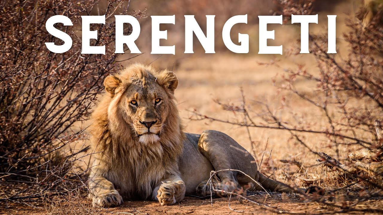 A Fascinating Journey Through Serengeti National Park - YouTube